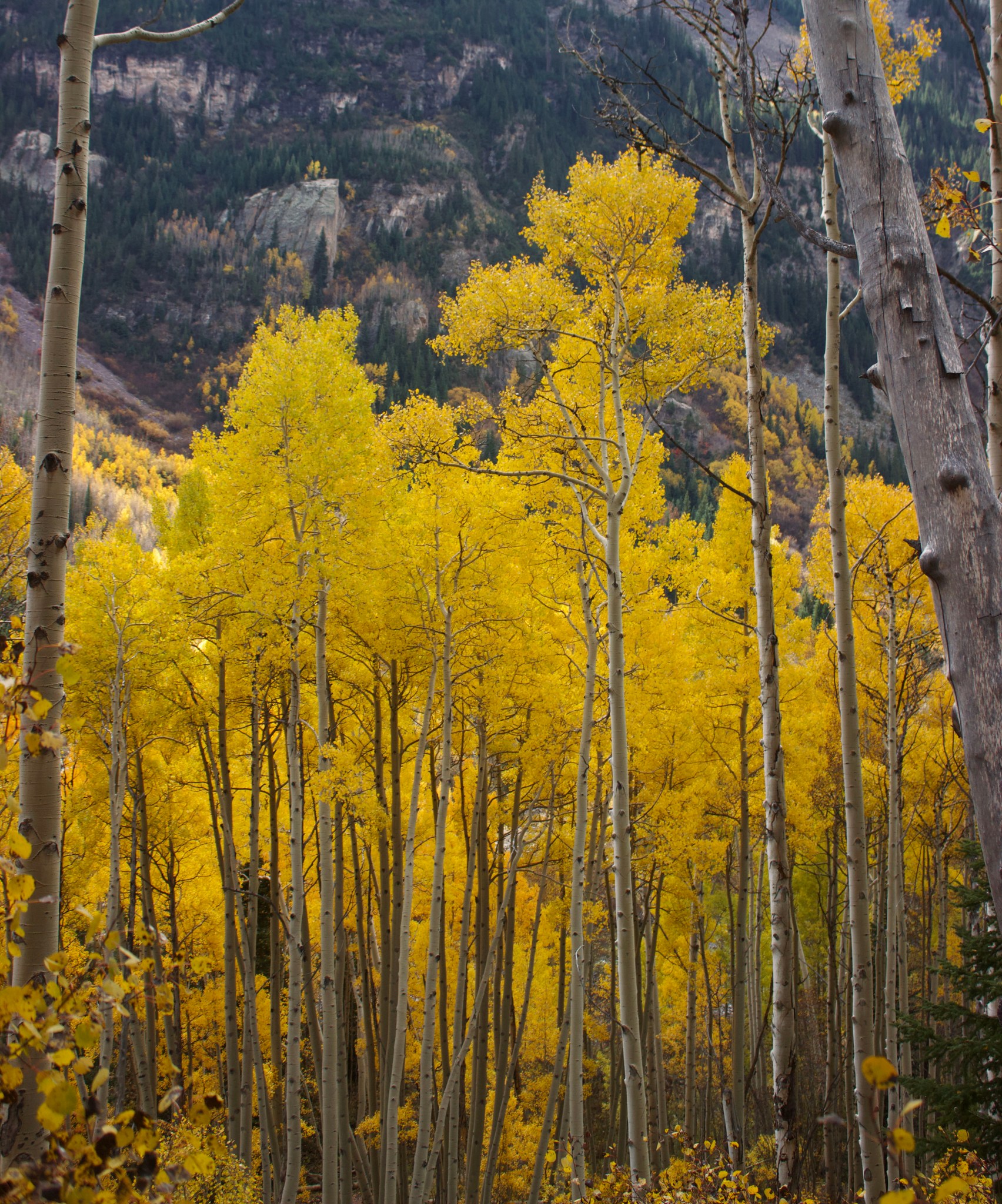 Best Places to See Fall Colors in Colorado | Colorado Leaf-Peeping ...