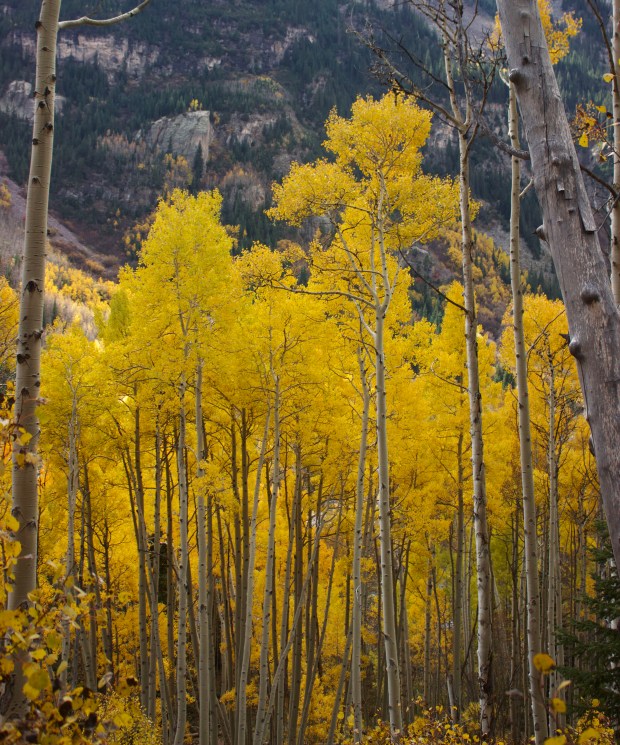 Best Places to See Fall Colors in Colorado | Colorado Leaf-Peeping ...
